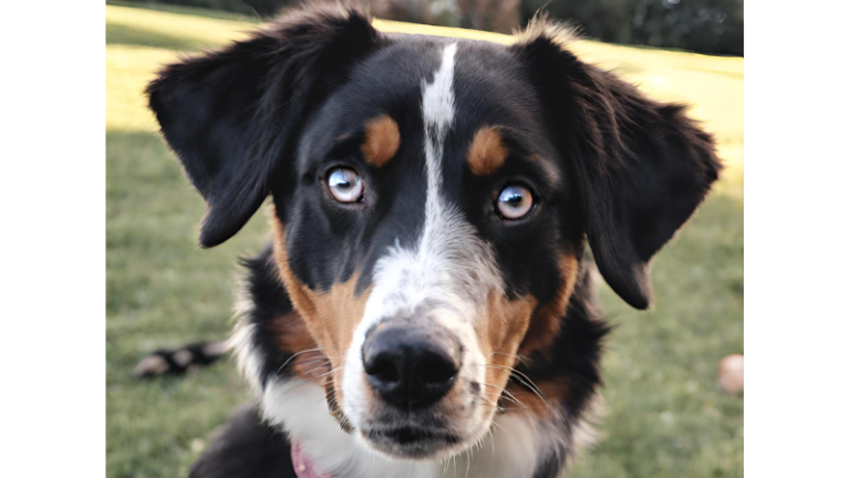 Is The Australian Shepherd And Doberman Mix The Ideal Dog?
