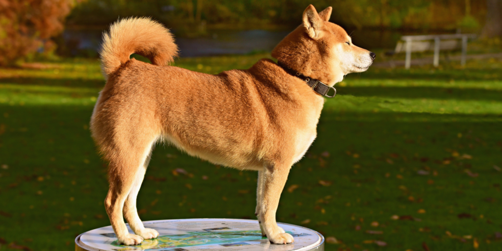 The Science Behind Why Dogs Hair Stands Up - Dogs Info Blog