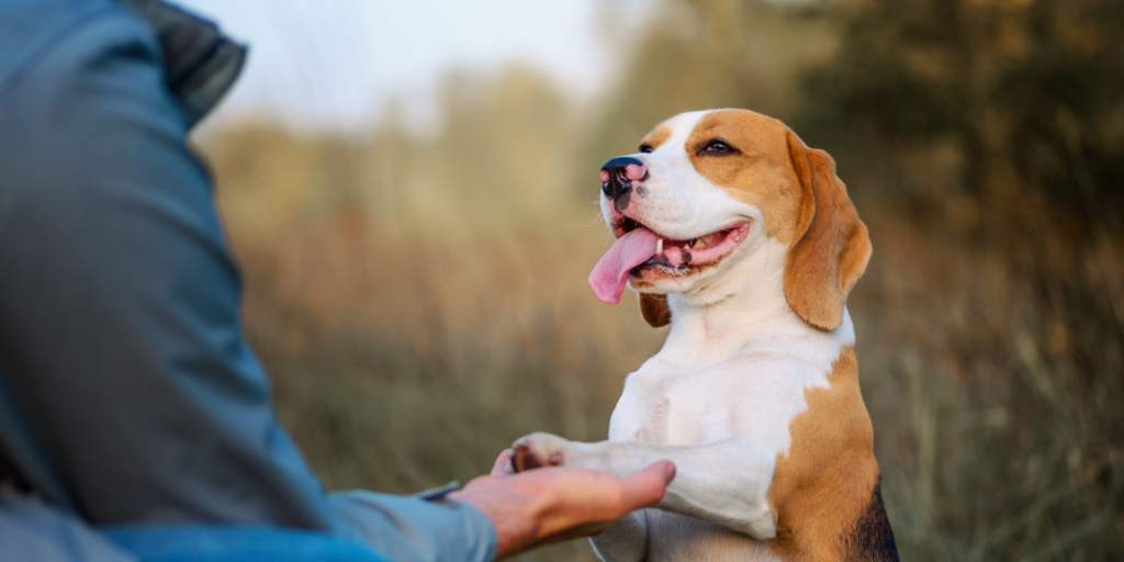 A Detailed Review of Composure Pro for Dogs - Dogs Info Blog