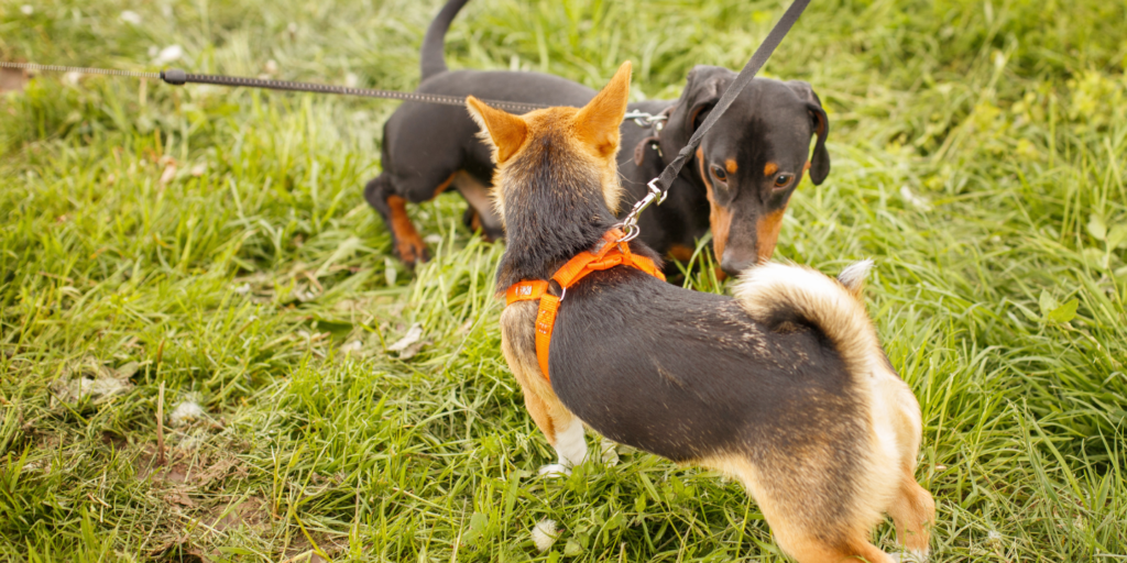 Decoding Canine Behavior: Why Does my Male Dog Lick Other Male Dogs ...