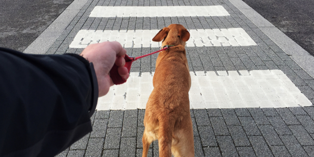 Why Did the Dog Cross the Road | Best Solution | Dogs Info