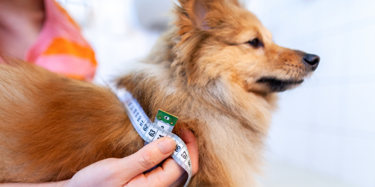 Step-by-Step Guide to Measuring Your Dog's Muzzle - Dogs Info Blog