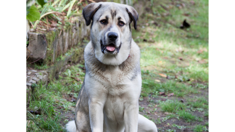 10 Fascinating Facts About Sarabi Dogs - Dogs Info Blog