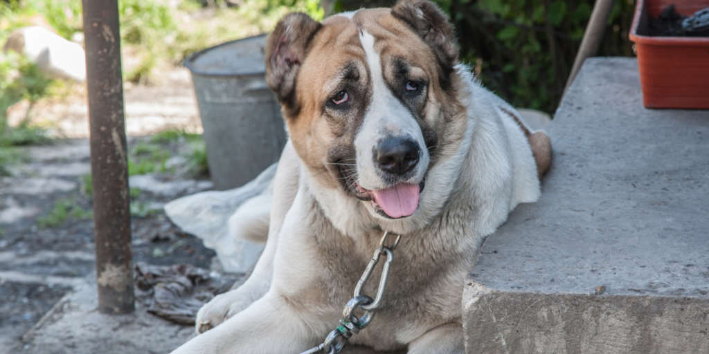 10 Fascinating Facts About Sarabi Dogs - Dogs Info Blog