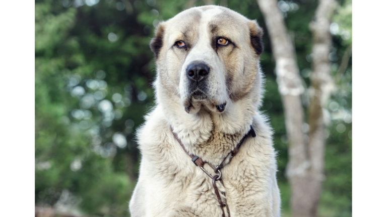 10 Fascinating Facts About Sarabi Dogs - Dogs Info Blog