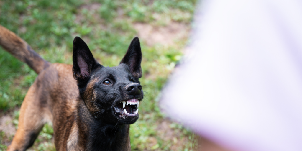 Why Do Dogs Dislike the Middle Finger? - Dogs Info Blog