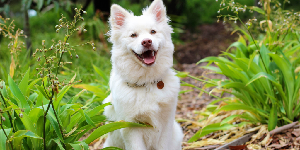 Why Does My Dog Suddenly Have a Lazy Eye? - Dogs Info Blog