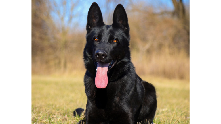 Let's Explore Calupoh Dog: A Breed That Few People Know