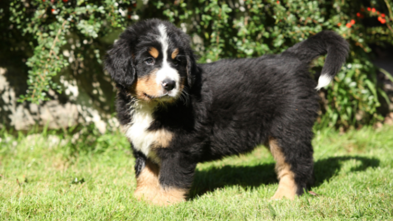 Mini Bernese Mountain Dog: Big Charm in a Small Package