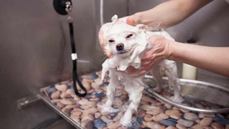 How to Safely and Effectively Use Chlorhexidine on Your Dog