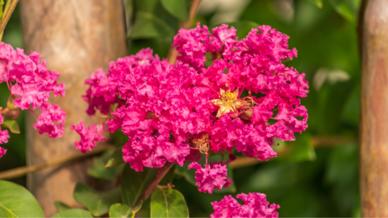 Are Crepe Myrtles Toxic to Dogs? Everything You Need to Know