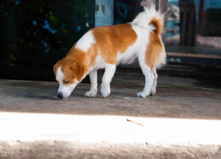 Expert Tips for Caring for a Full-Grown Mini Goldendoodle