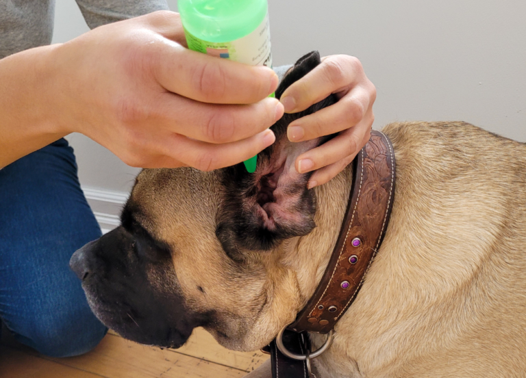 Let's Explore Calupoh Dog: A Breed That Few People Know